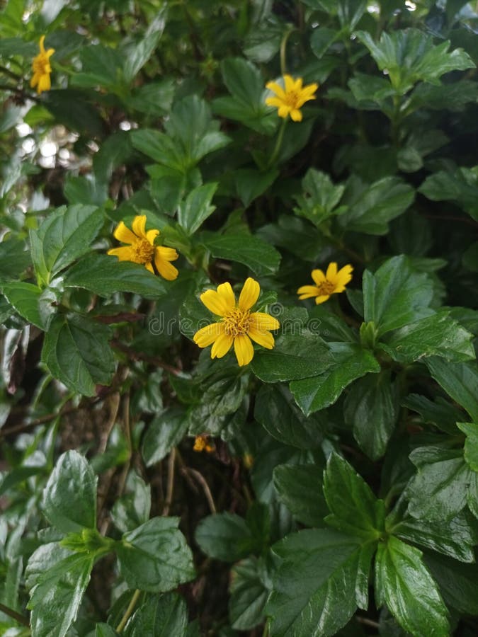 Wedelia Flower stock photo. Image of grows, wedelia - 269695110