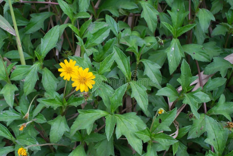 Wedelia flower stock image. Image of blossom, green, flower - 76446725