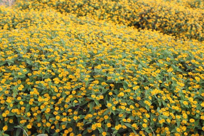 Wedelia Flower stock image. Image of sunflower, mini - 265023527
