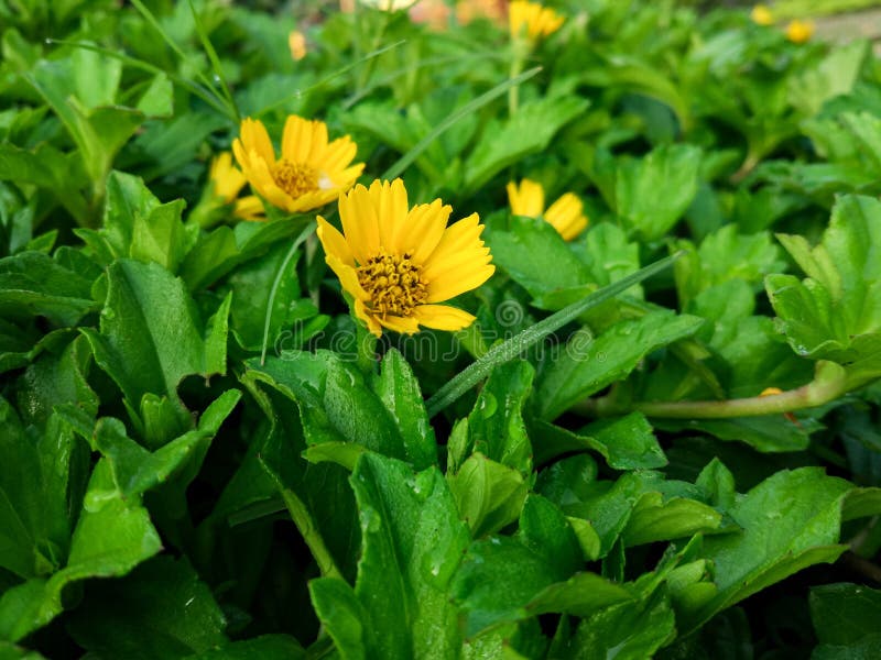 Wedelia flowers stock image. Image of spring, fresh - 164096037