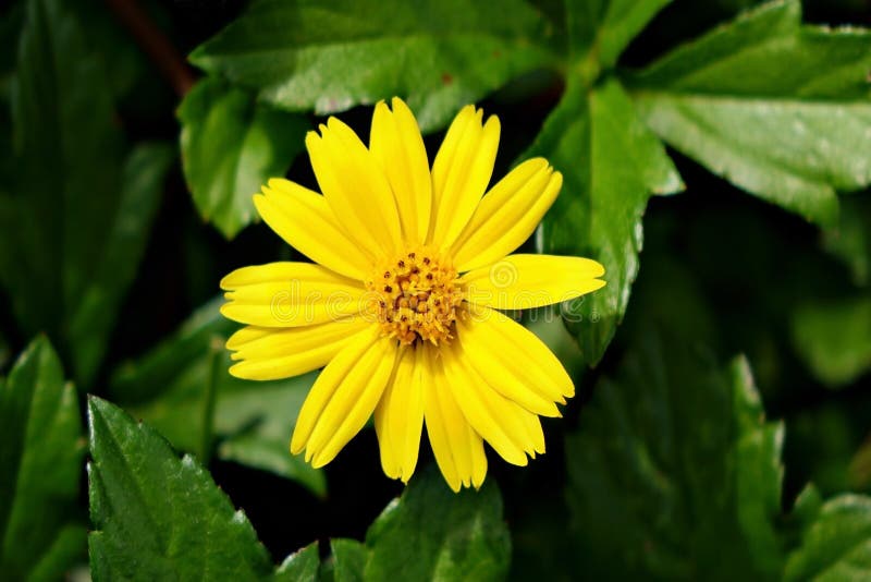 Orange Wedelia Flower Macro Stock Photo - Image of natural, yellow ...