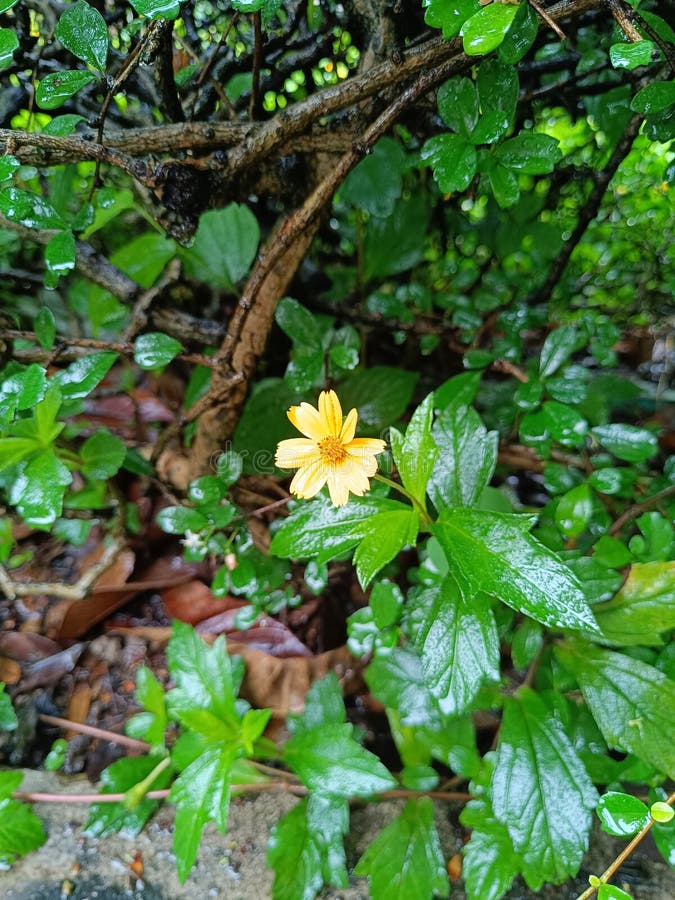 Wedelia Plants that Thrive in the Tropics Stock Photo - Image of forest ...