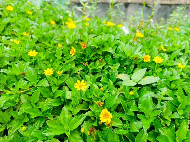 Wedelia plants stock photo. Image of yellow, flower - 388962542