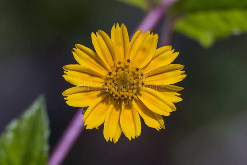 Wedelia Trilobata, Closeup stock image. Image of perennial - 299186605