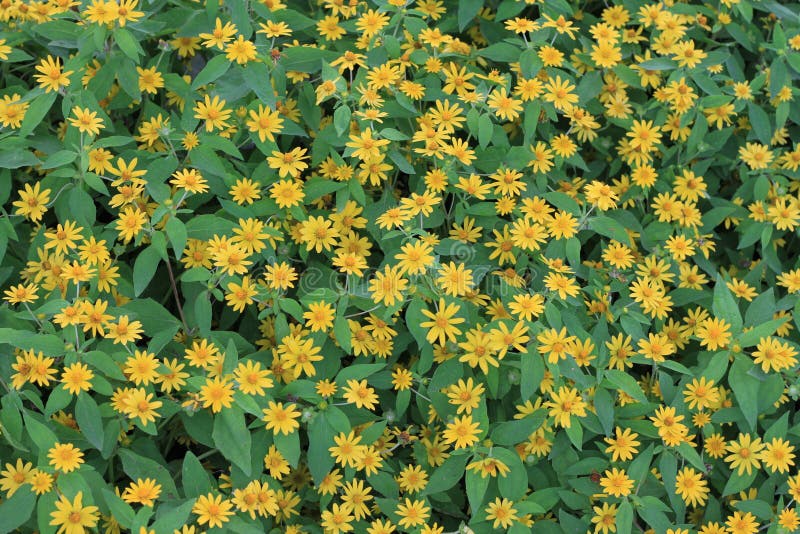 Wedelia trilobata stock image. Image of botany, nature - 32968833