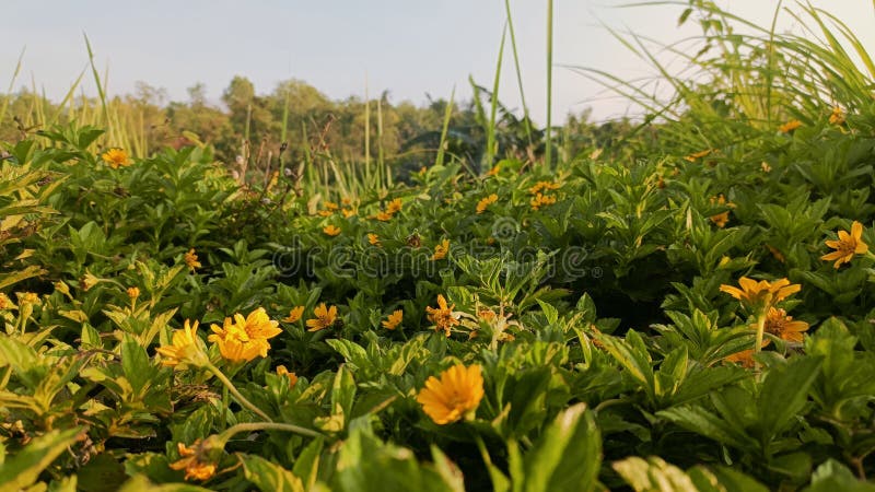 Wedelia trilobata flowers stock photo. Image of trilobata - 278573516