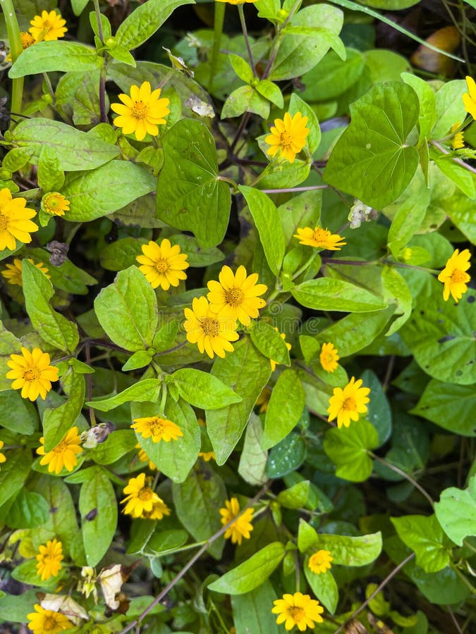 Wedelia trilobata stock photo. Image of trilobata, green - 355124514