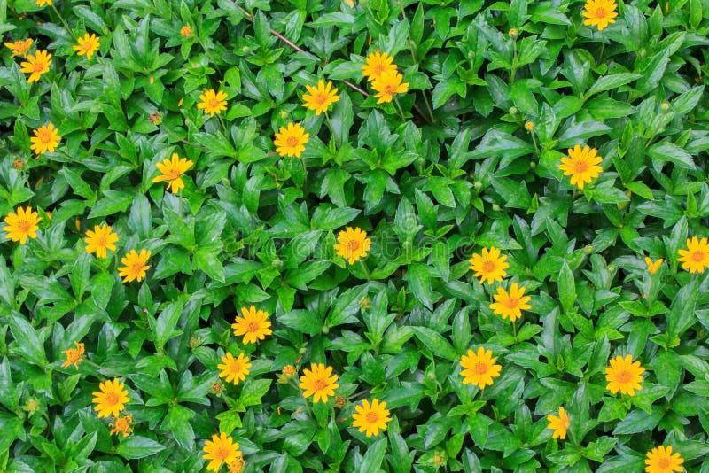 Wedelia trilobata stock image. Image of botany, flower - 32968833