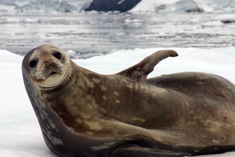 Lead Sled Dogs stock photo. Image of siberian, beargrease - 13895874