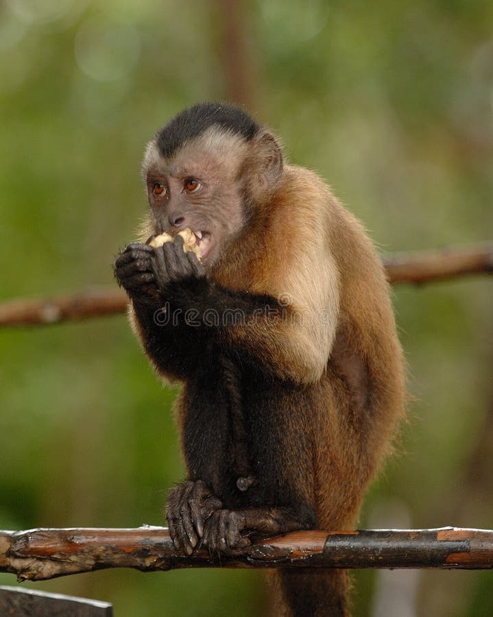 Wedge-capped capuchin stock photo. Image of cebus, child - 58394724