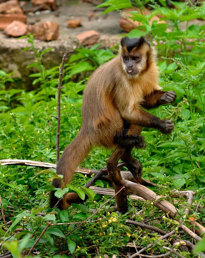 Tufted capuchin stock photo. Image of capped, couple - 28665014