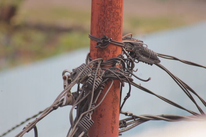 Wedge Clamp Dexta stock photo. Image of dexta, insect - 328018738