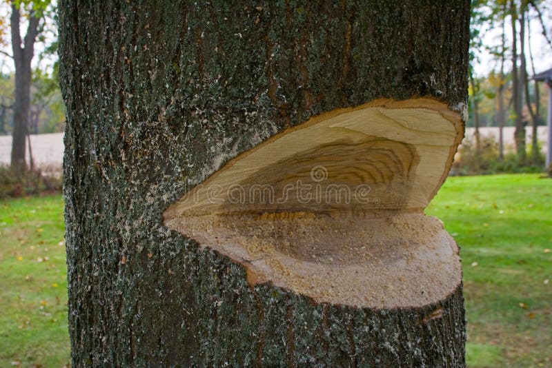 105 Notch Bark Tree Stock Photos - Free & Royalty-Free Stock Photos ...