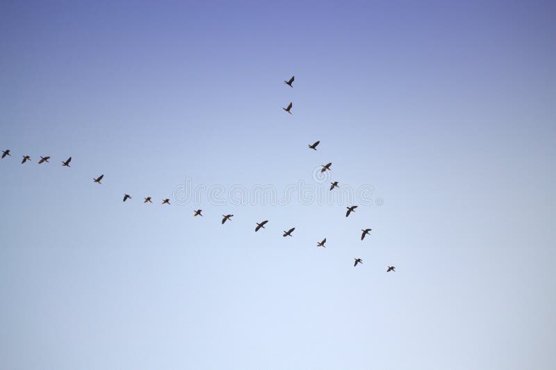 Wedge Formation Bird Gaggle Stock Image - Image of flock, observation ...