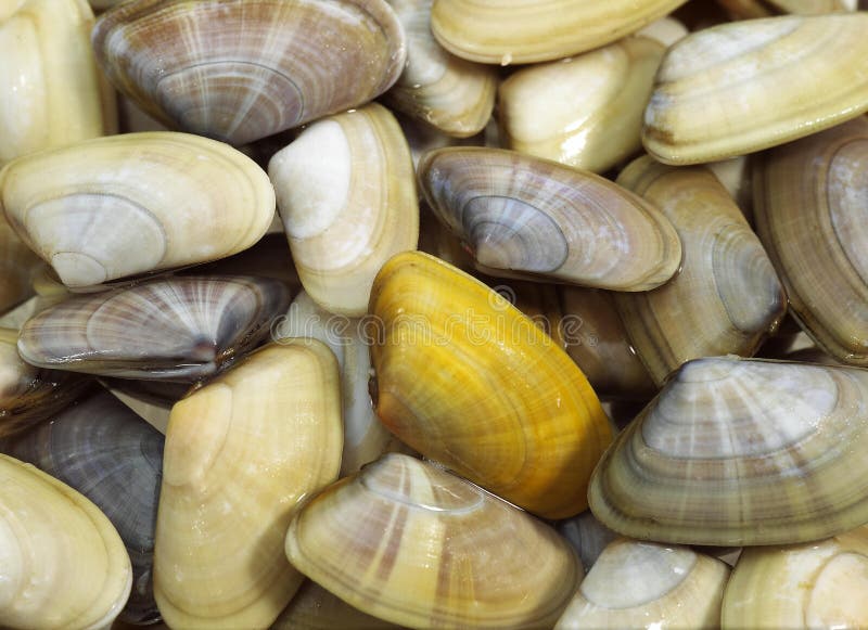 Wedge Shell, Donax Trunculus, Shells Against White Background Stock ...
