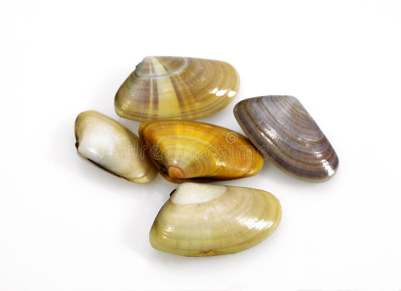 WEDGE SHELL Donax Trunculus AGAINST WHITE BACKGROUND Stock Image ...