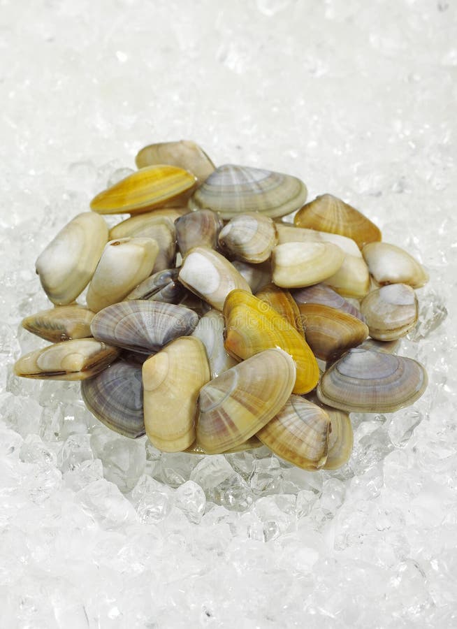 WEDGE SHELL Donax Trunculus on ICE Stock Image - Image of life, mollusc ...