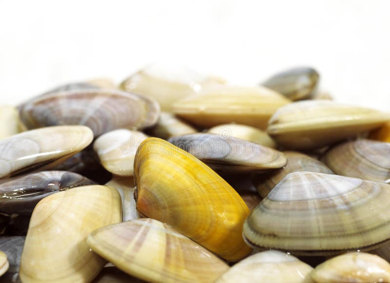 Wedge Shells, Donax Faba or Hoy Seap in Fish Sauce is Thai Seafood ...