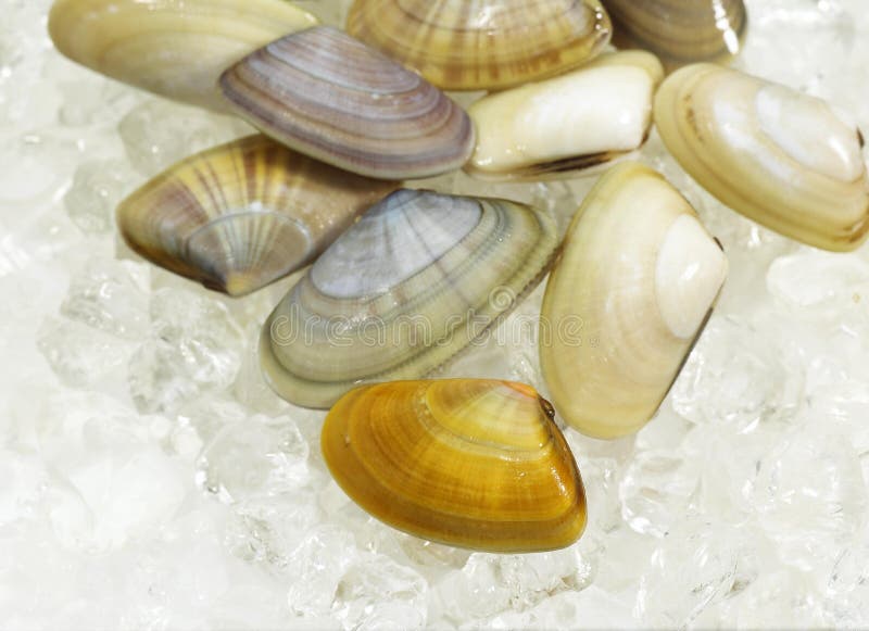 Wedge Shells, Donax Faba or Hoy Seap in Fish Sauce is Thai Seafood ...