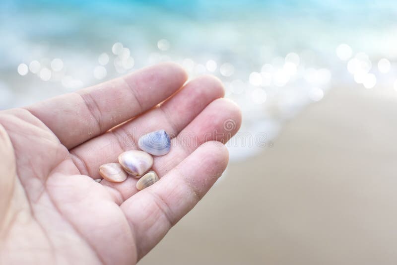 Shell on hand stock image. Image of forest, branch, background - 60564153