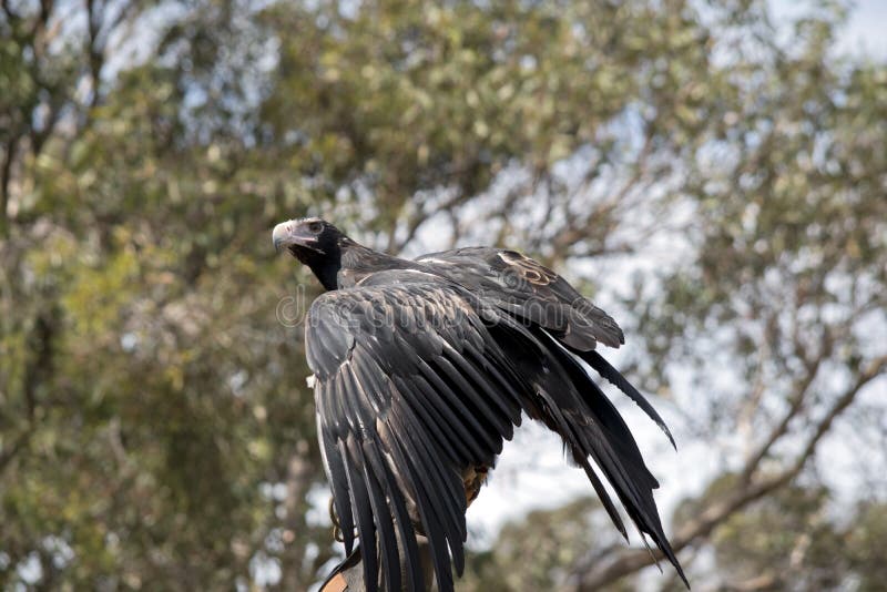 The Wedge Tail Eagle is Flapping Its Wings Stock Photo - Image of wings ...