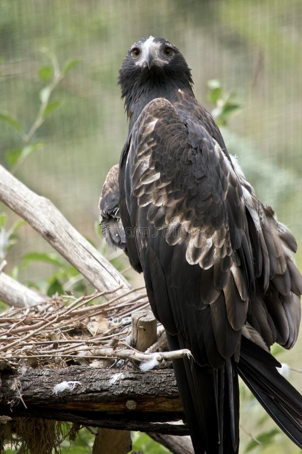 Wedge Tail Eagle stock image. Image of bird, birdwatching - 9814833