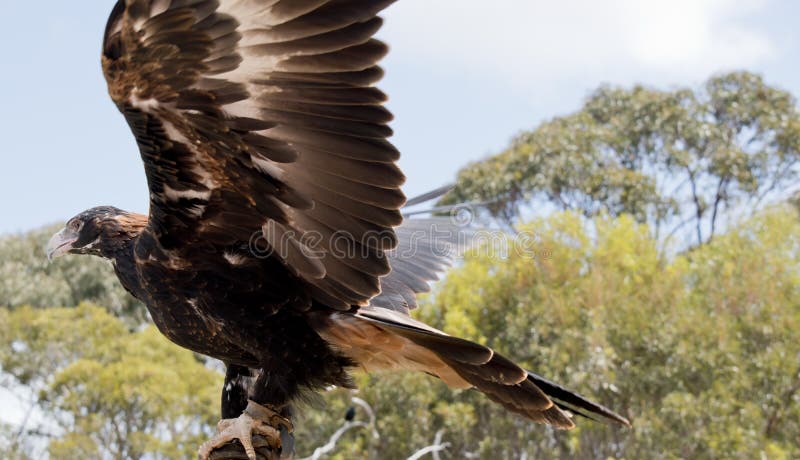 The Wedge Tail Eagle is Using His Wings To Balance Stock Photo - Image ...