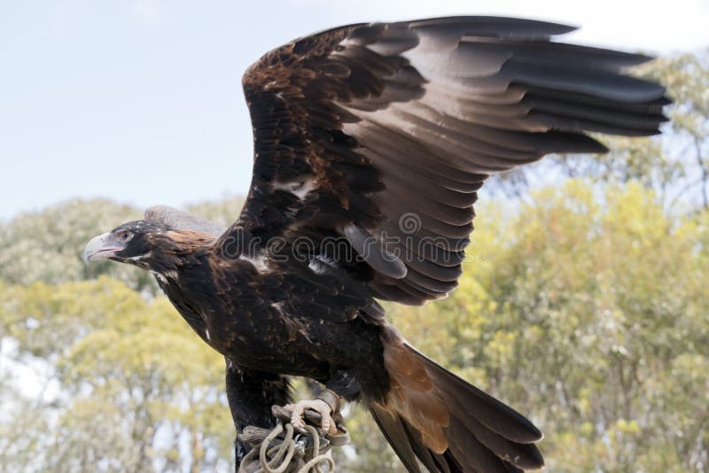The Wedge Tail Eagle is Using His Wings To Balance Stock Image - Image ...
