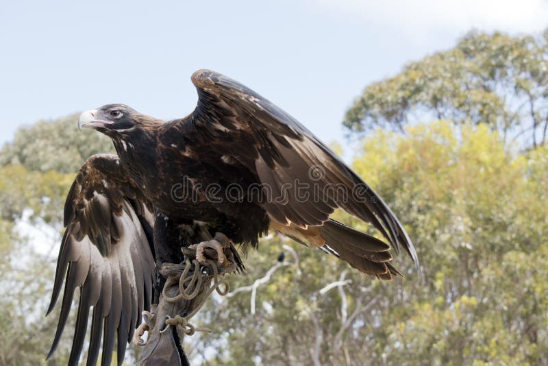 The Wedge Tail Eagle is Using His Wings To Balance Stock Photo - Image ...