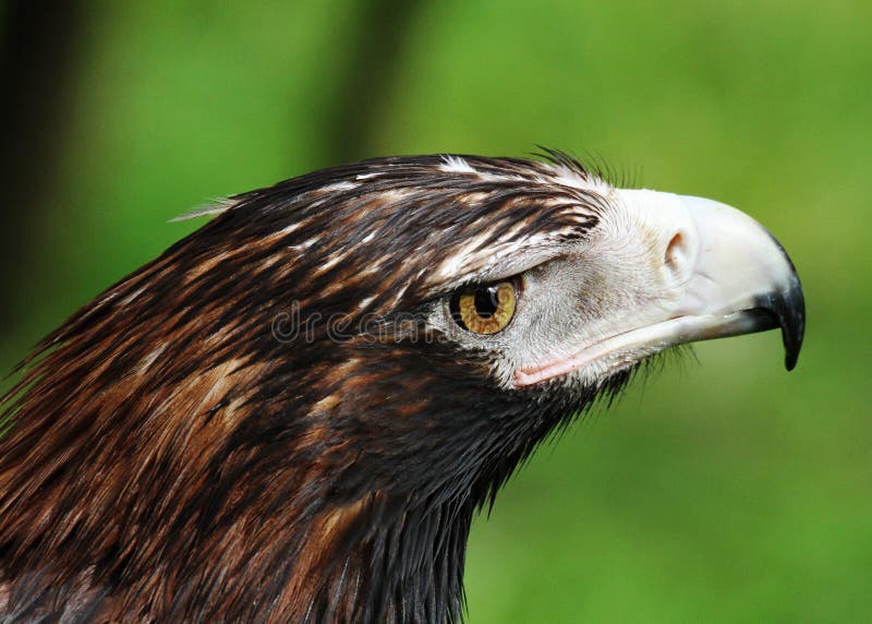 Wedge-Tailed Eagle Closeup stock photo. Image of prey - 36346242