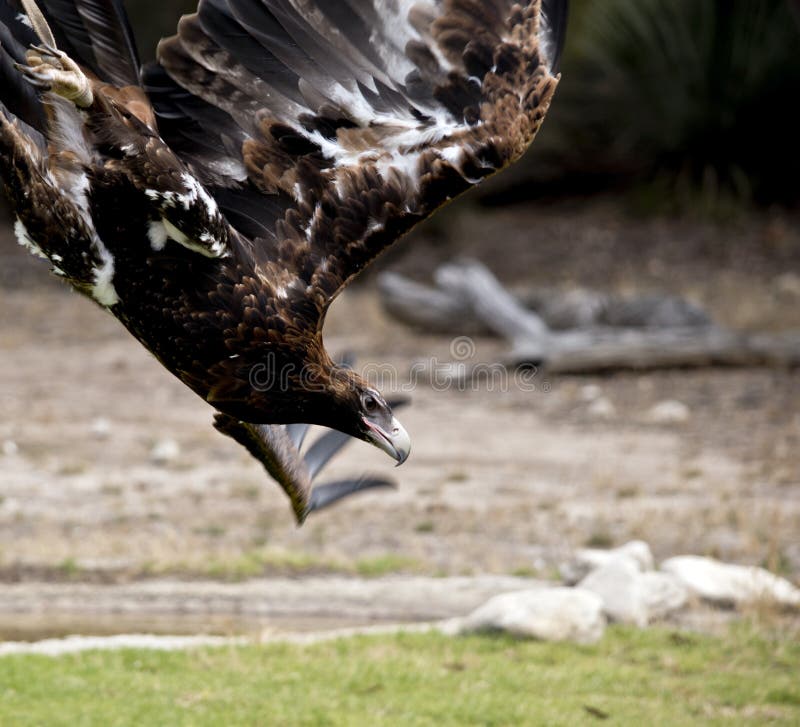 Wedge tailed eagle stock photo. Image of side, outside - 134820852