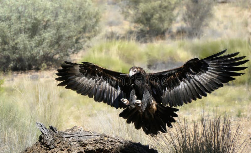Wedge-tailed Eagle in Flight Stock Image - Image of apex, soaring ...