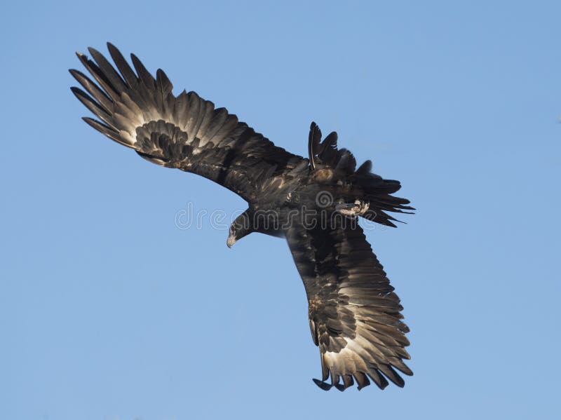 Wedge Tailed Eagle in Outback Queensland Stock Photo - Image of ...