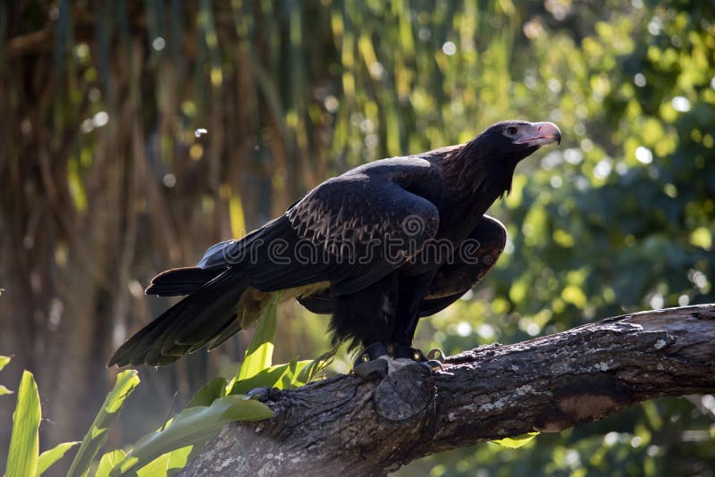 Wedge tailed eagle stock photo. Image of bird, tailed - 127484414
