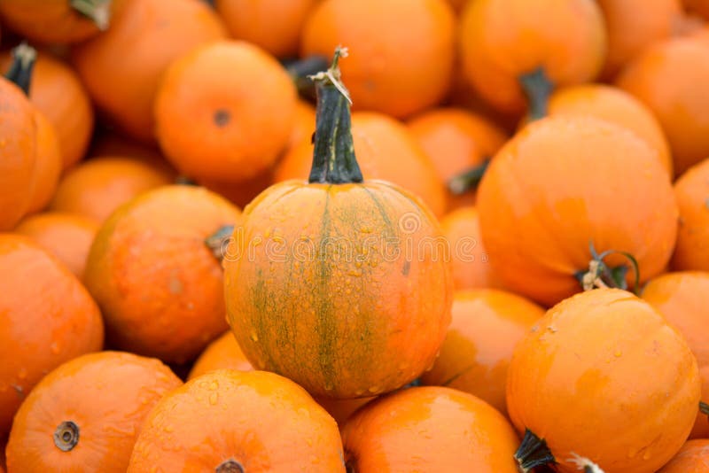 Wee-be-littles pumpkins stock photo. Image of organic - 242127186