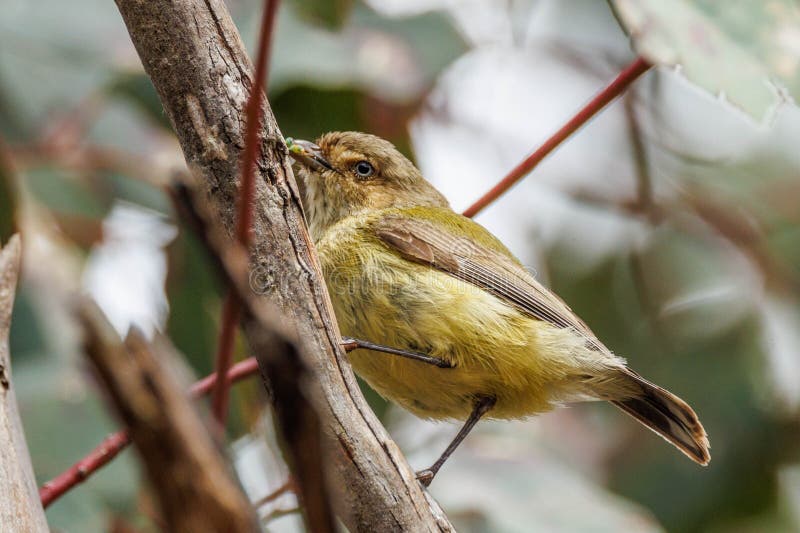 The Weebill - Australia S Smallest Bird Stock Photo - Image of wild ...