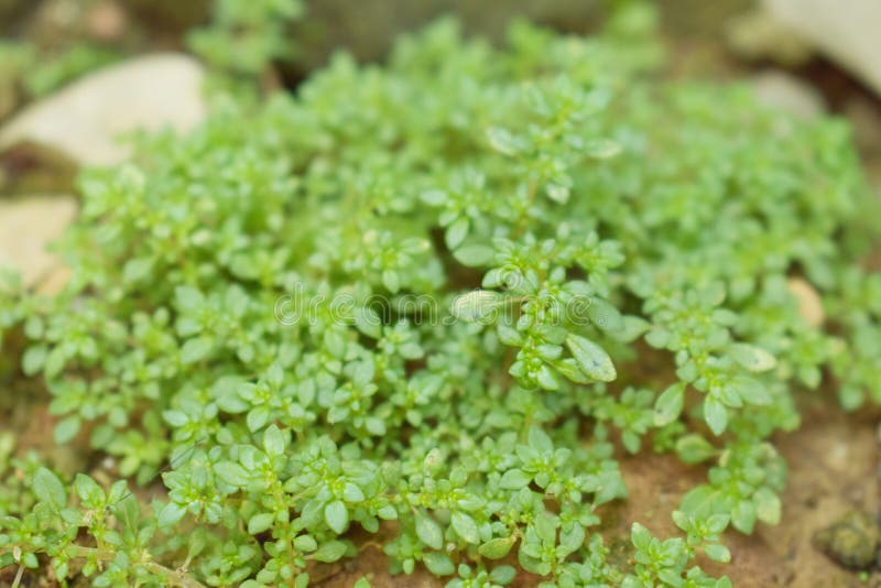 Weed foto de archivo. Imagen de apenas, verde, parque - 104107732