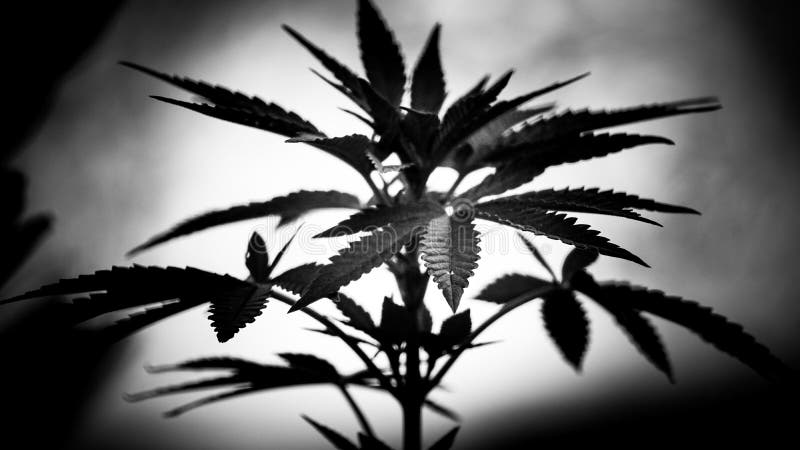 Weed foto de archivo. Imagen de marihuana, maleza, foto - 136704508