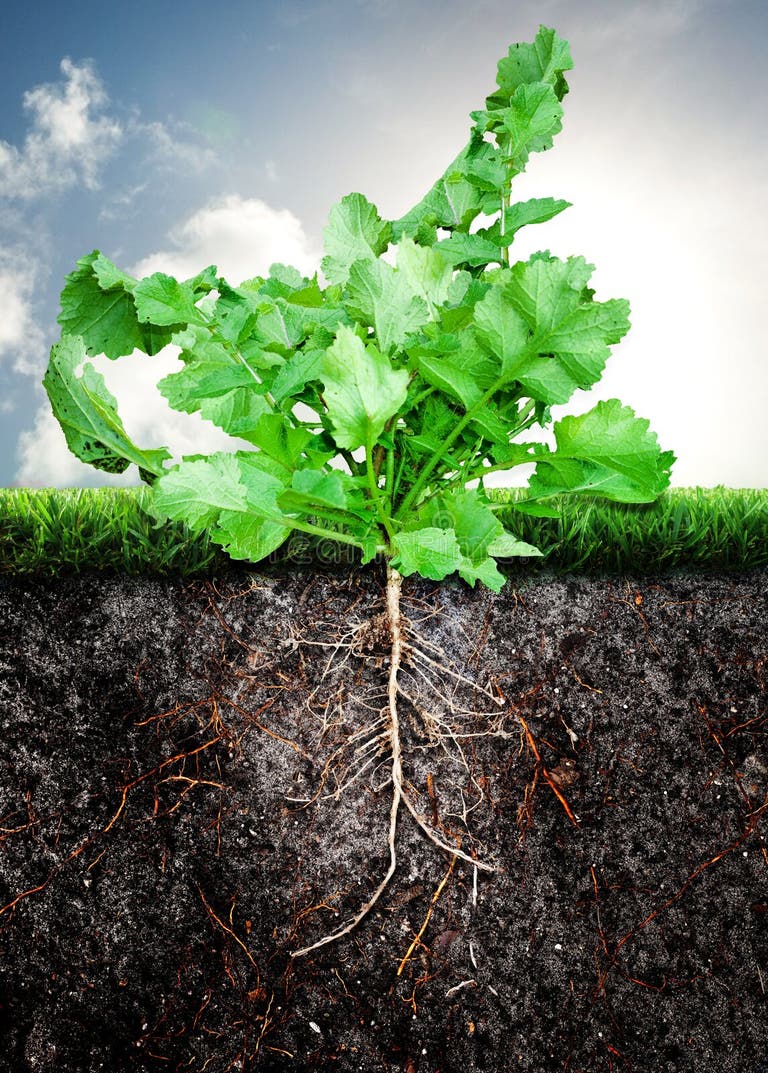 1,838 Roots Weed Stock Photos - Free & Royalty-Free Stock Photos from ...