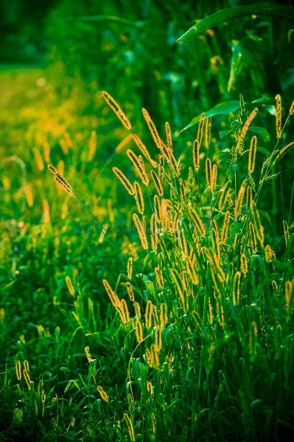 Weed stock photo. Image of greenery, flower, sunset, summer - 2897884
