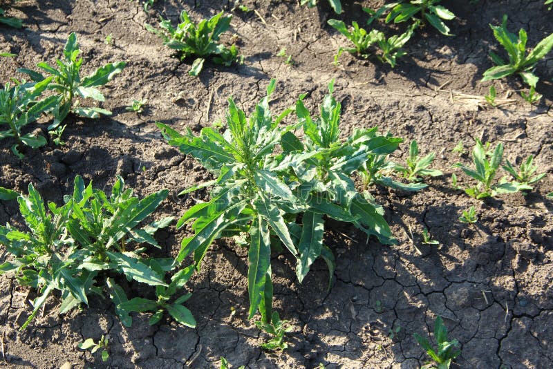 Weed in the Agricultural Field Stock Image - Image of line, grass ...