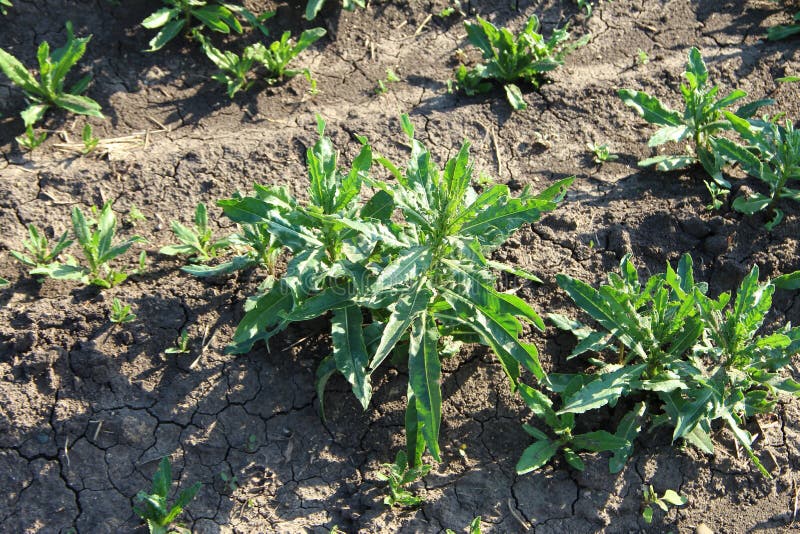 Weed in the Agricultural Field Stock Image - Image of landscape, crop ...