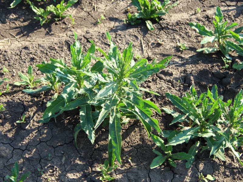 Weed in the Agricultural Field Stock Photo - Image of meadow, healthy ...