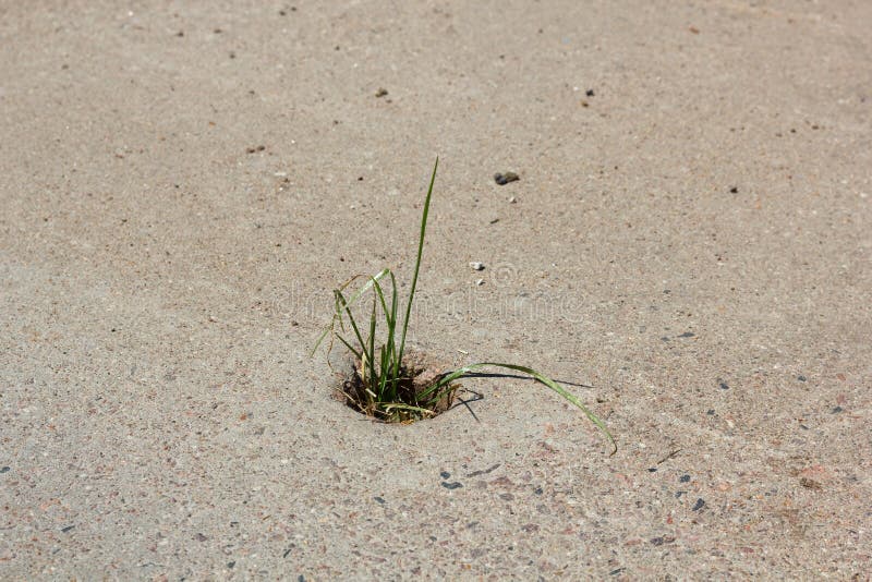Weed Breaks through Asphalt Stock Image - Image of erosion, concrete ...