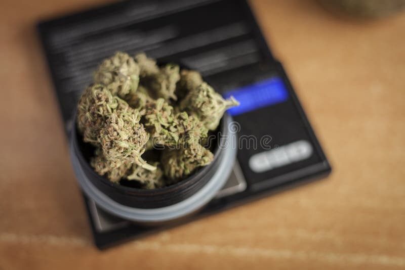 Weed buds on a scale stock photo. Image of green, hemp - 202194288