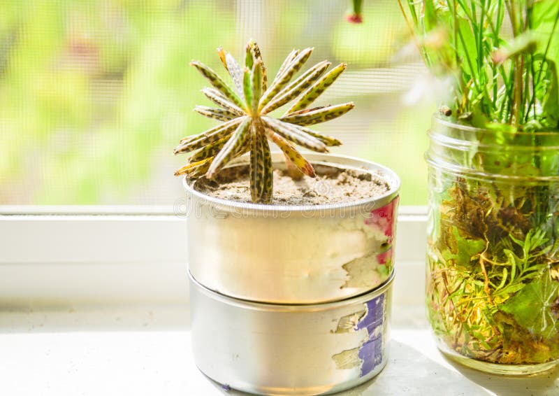 Weed Cactus in the Tin Can on the Window Background Stock Image - Image ...