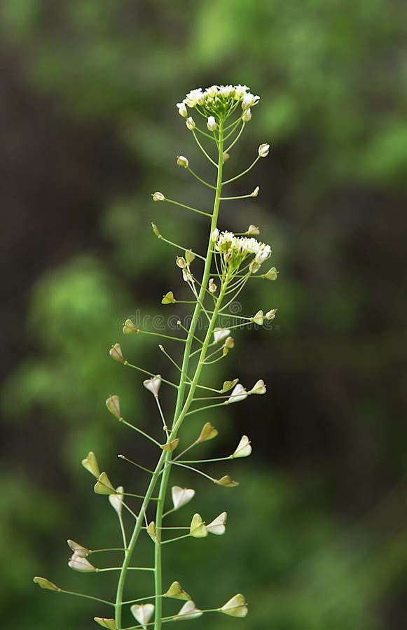 Weed Capsella Bursa-pastoris Stock Photo - Image of floral, bloom ...