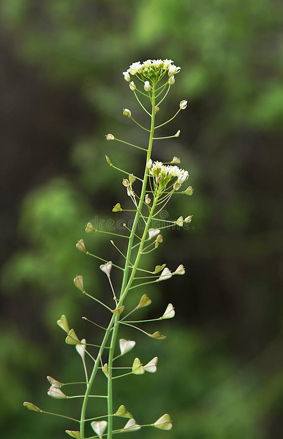 Weed Capsella Bursa-pastoris Stock Photo - Image of floral, bloom ...