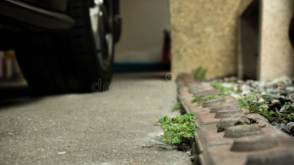 Weed at the car parking stock photo. Image of abandoned - 113728466