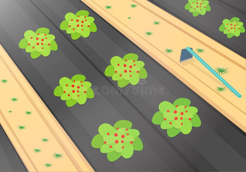 Weed Control with Black Plastic in Strawberry Farm Stock Vector ...